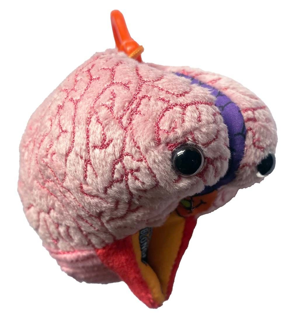 Brain Model Toy for Students: Boost Learning with Interactive Fun